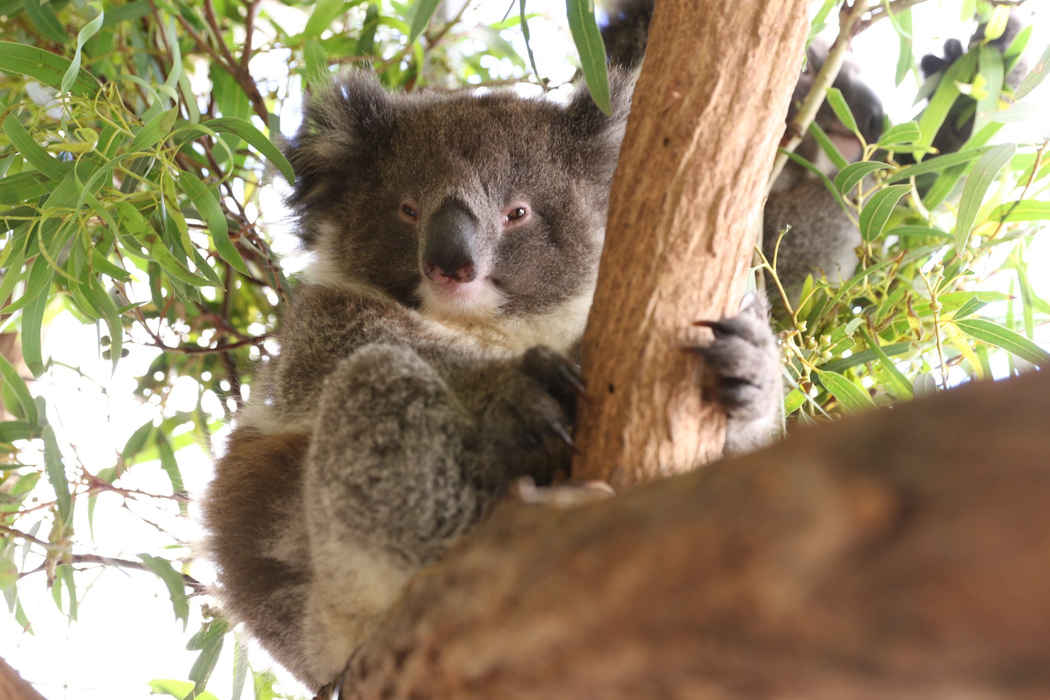 6 of SA's best animal encounters | samotor The RAA Magazine