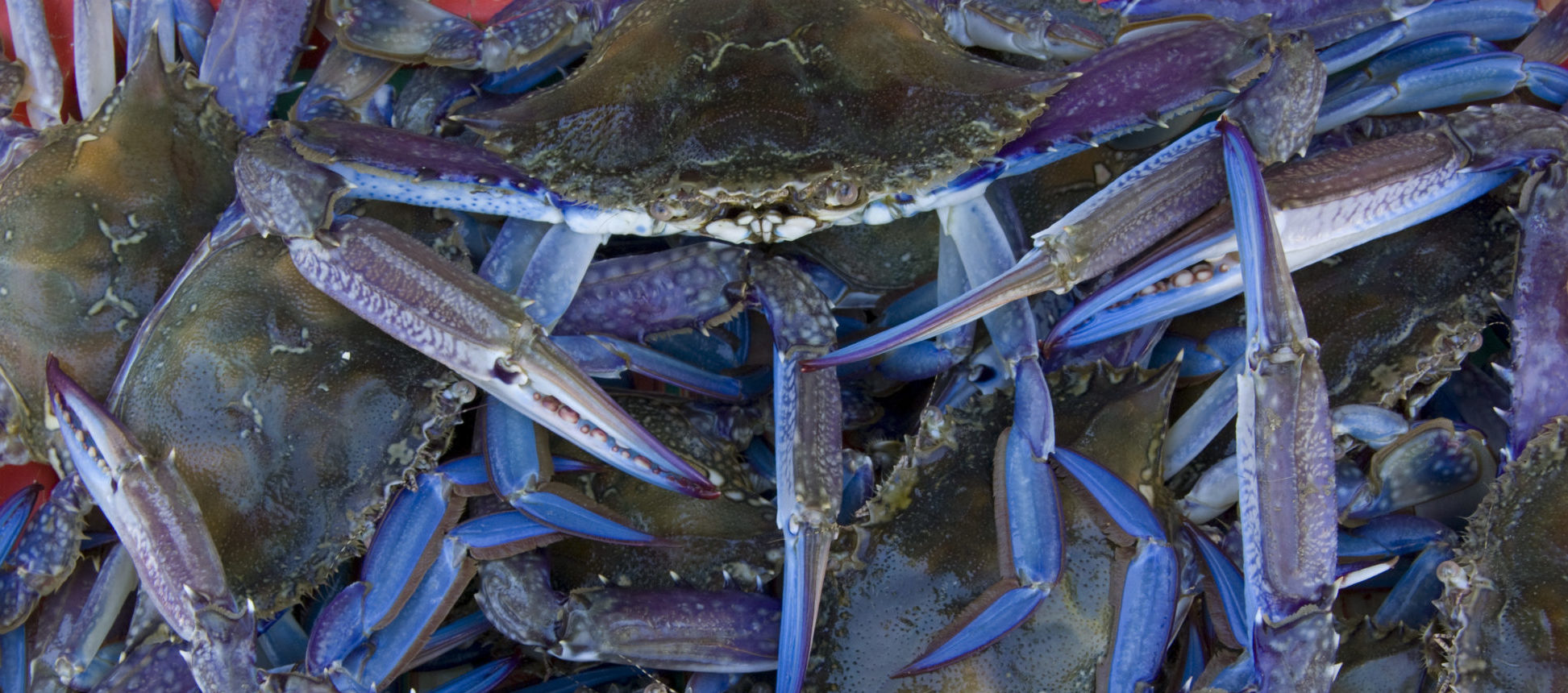 4 of SA's top crabbing spots | samotor The RAA Magazine