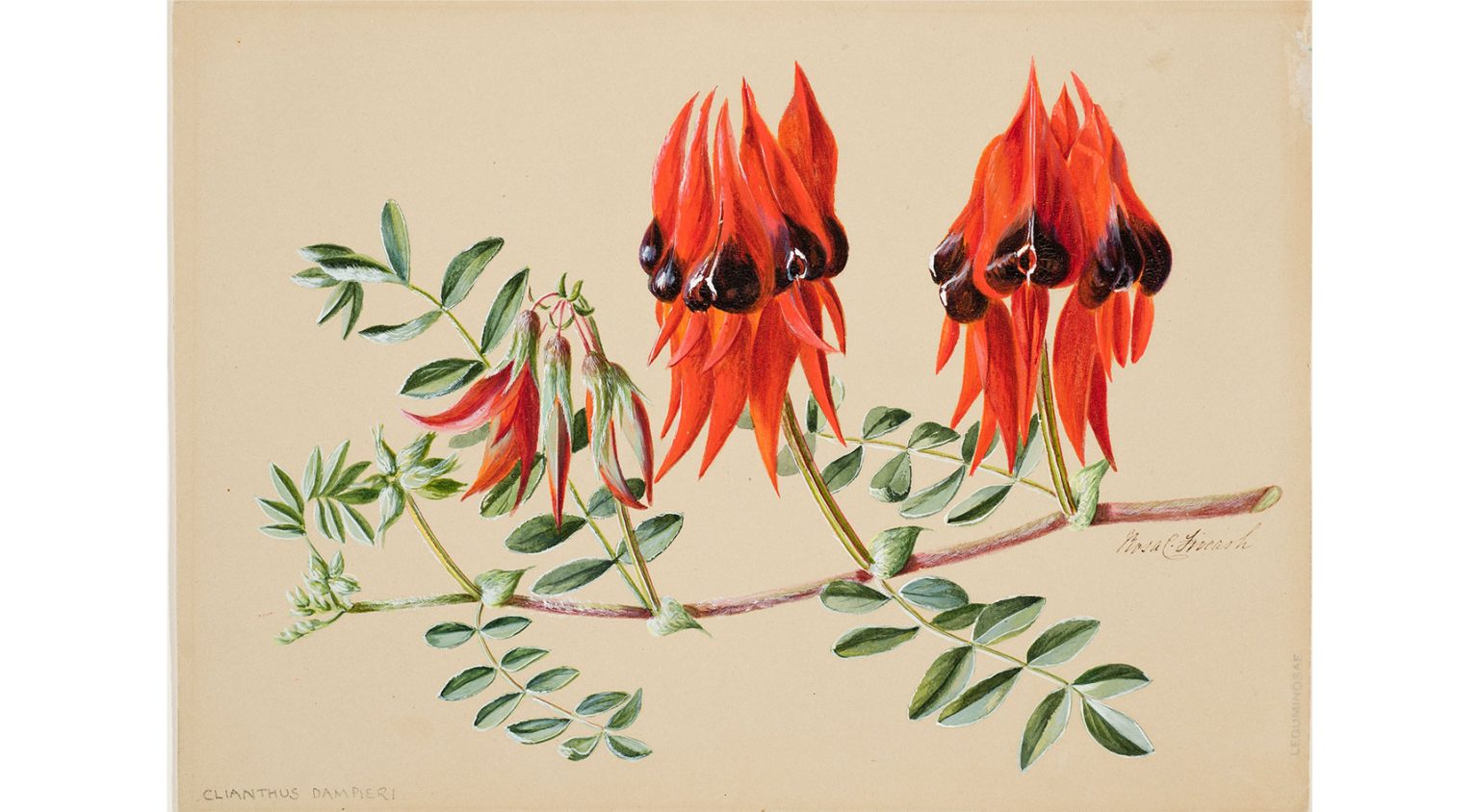 Competitions | samove.com.au