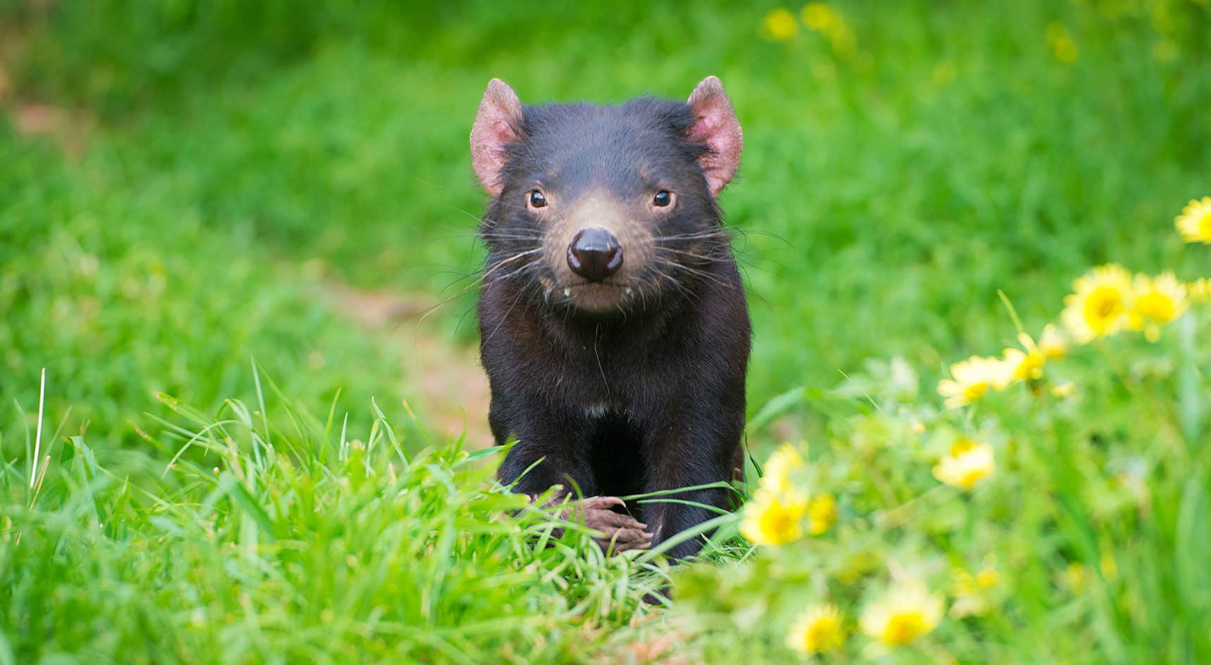 Where Tasmania's wild things are | sa move The RAA Magazine