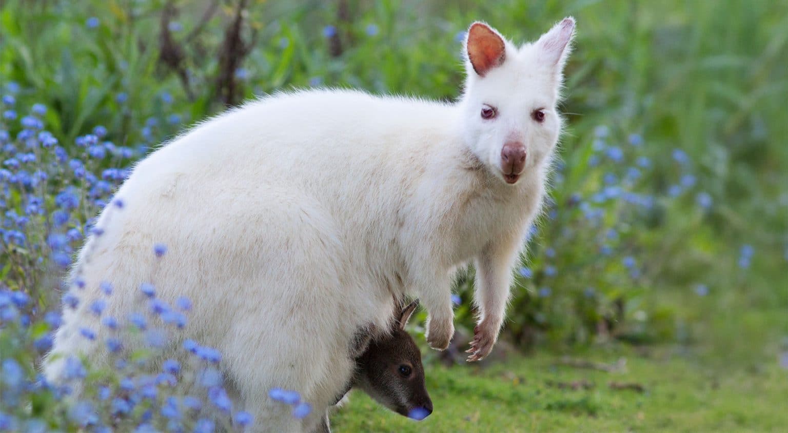 Where Tasmania's wild things are | sa move The RAA Magazine