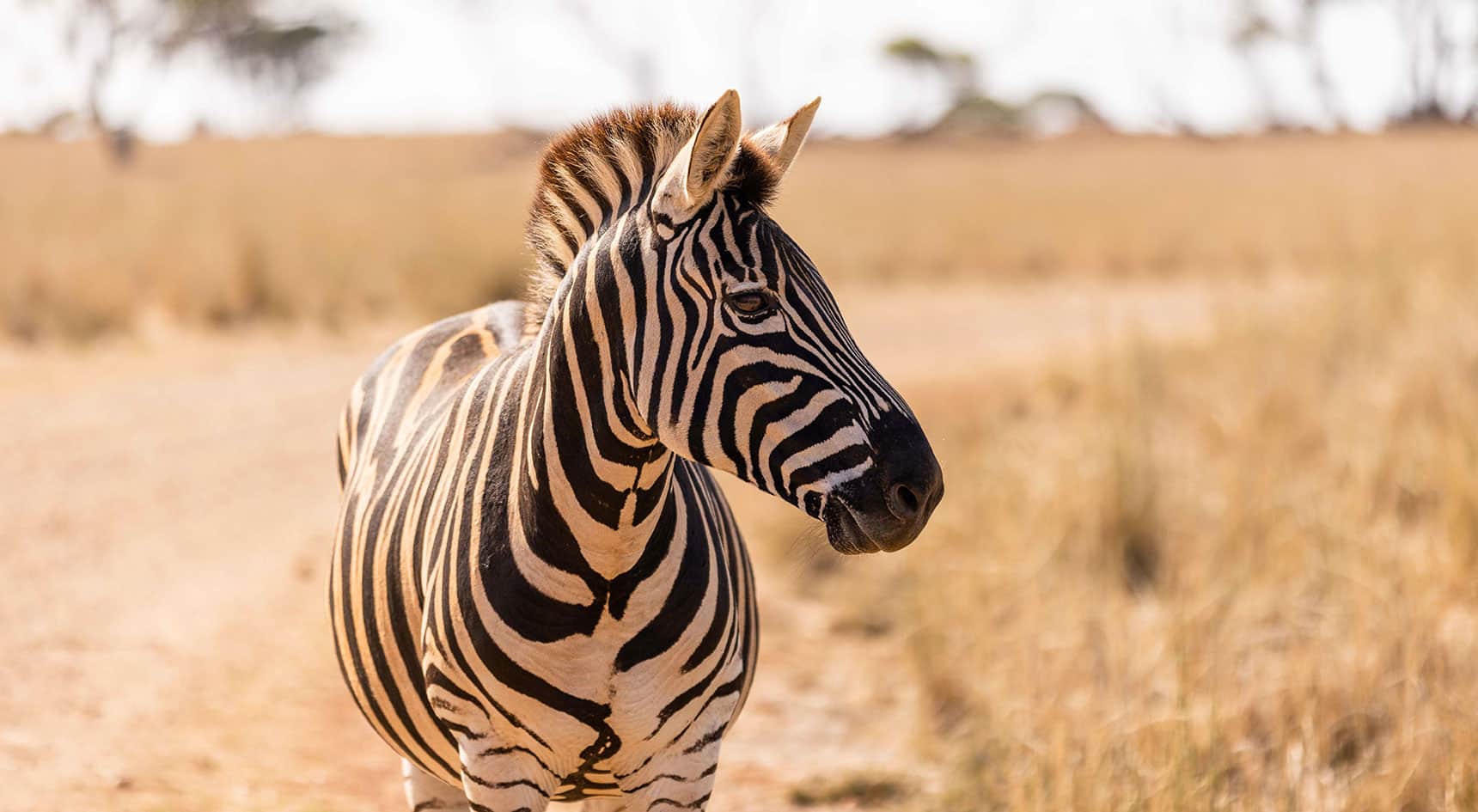 Wake up to the wild | sa move The RAA Magazine